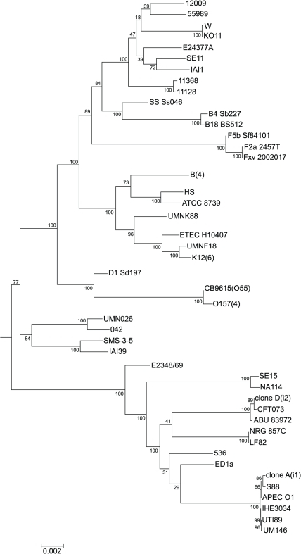 A Tree Of The E Coli Strains Including Shigella Strai Open I