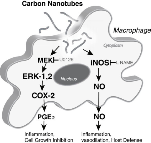Hypothetical Scheme Depicting Uptake And Intracellular Open I