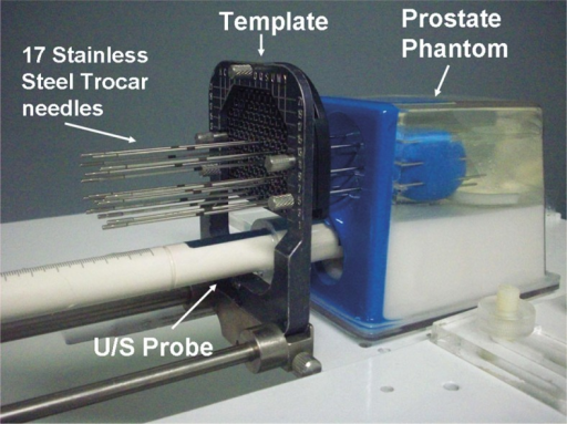 Tissue Equivalent Ultrasound Prostate Phantom Model Num Open I