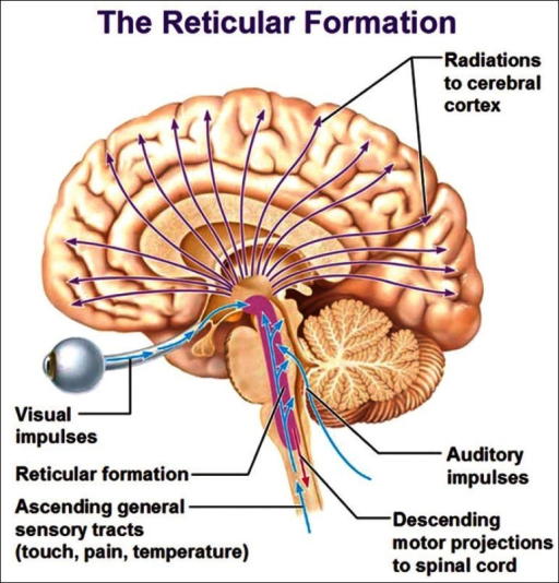Ascending Reticular Activating System👎 Descubra a emoção do jogo com a ... Ascending Reticular Activating System👎 Descubra a emoção do jogo com a ...