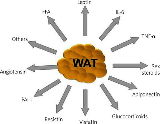 Some Of The Factors Secreted By White Adipose Tissue W Open I