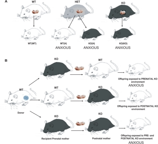 Diagram Showing Breeding And Embryonic Cross Fostering Open I