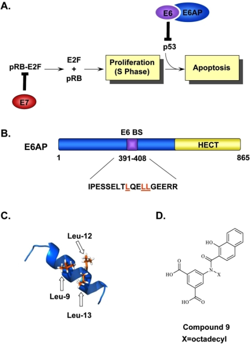 Inhibition Of The E6 E6ap Interaction A Simplified M Open I