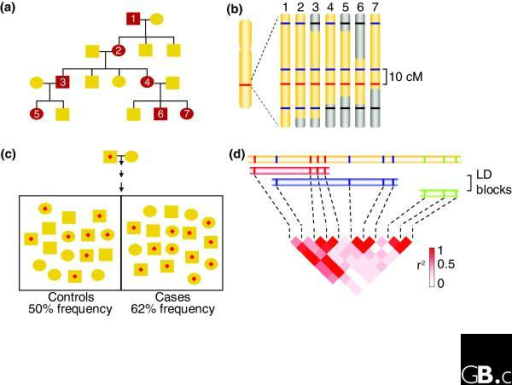 Identification Of Genetic Variation Underlying Human Di Open I