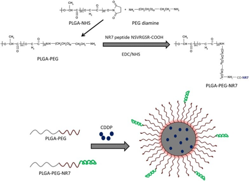 Schematic Illustration Of Synthesis Of Plga Peg And Plg Open I