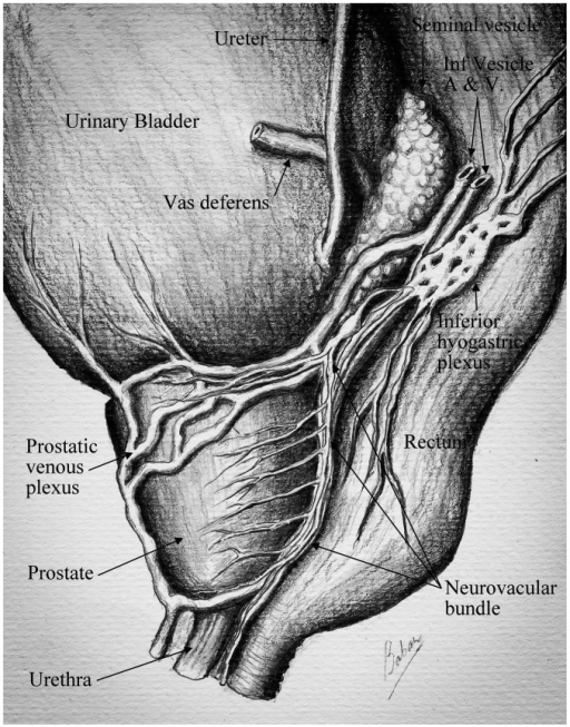 Neurovascular Supply Of Prostate Gland Prostate Gland Open I