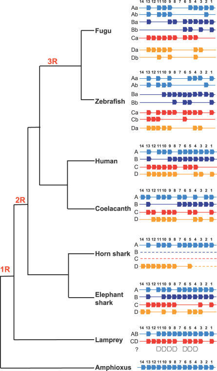 The Evolution Of Vertebrate Hox Cluster Organization An Open I
