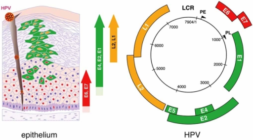Organization Of The Hpv Genome And Sequence Of Viral Gene Expression