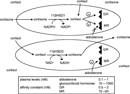 Diagram Illustrating Activation Of Glucocorticoid And M Open I