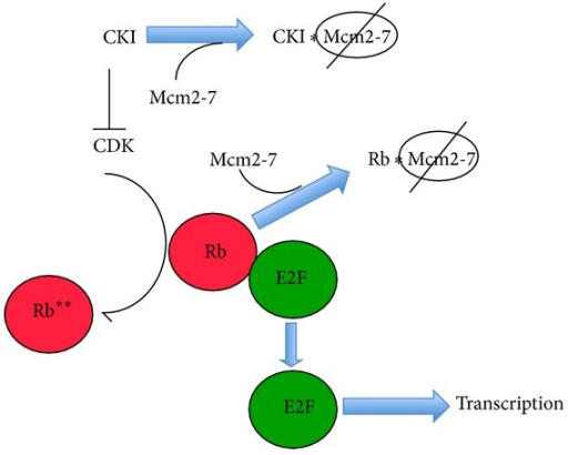 A Simplified Overview Of The Rb E2f Pathway In General Rb Binds To