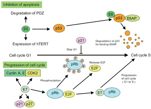 High Risk Human Papilloma Virus Hpv E6 And E7 Protein Open I