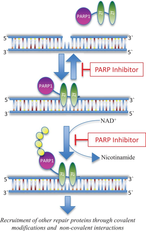 Inhibition Of Parp Function Parp1 Recognizes And Binds Open I