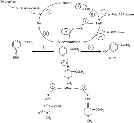 Schematic Description Of Nicotinamide Metabolism In Su Open I