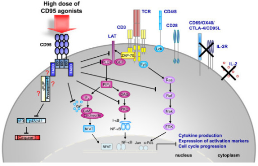 Cd95l Expressing Apc Down Modulate T Cell Responses Hi Open I