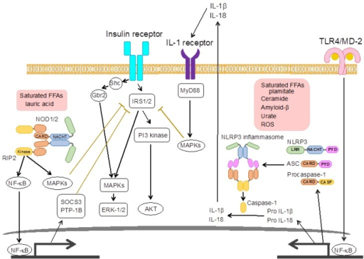 Signaling Pathways Used By Nucleotide Binding Oligomeri Open I