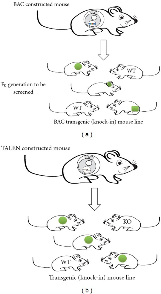 Generation Of New Mouse Lines Through Bac Transgenesis Open I
