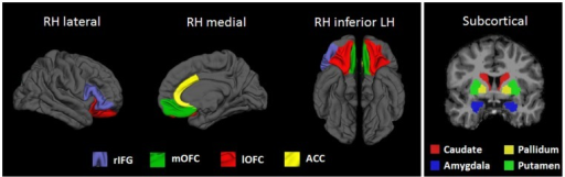 Cortical And Subcortical Anatomical Target Regions Of I Open I