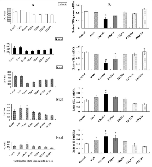 Levels Of Th1 Th2 Cytokine Mrna Rt Pcr Production Of Mi Open I