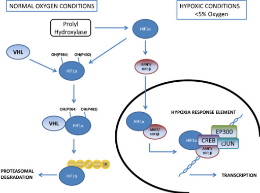 Overview Of The Hypoxia Inducible Factor Hif Pathway Open I