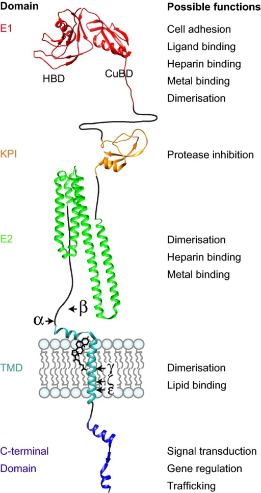 Hypothetical 3 Dimensional Structure Of Amyloid Precurs Open I