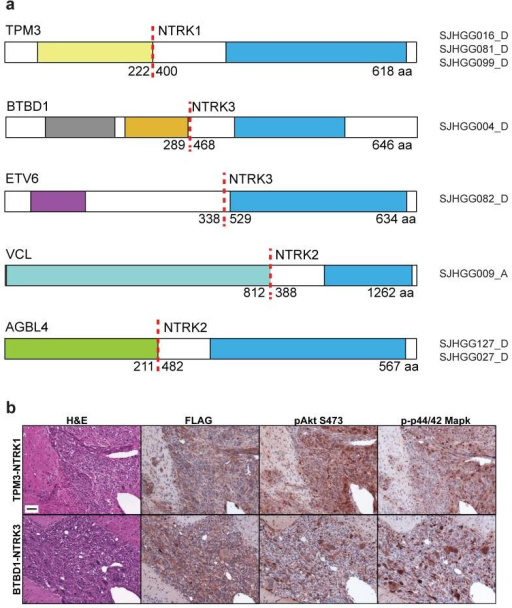 Structural Variants Generate Oncogenic Chimeric Ntrk Fu Open I