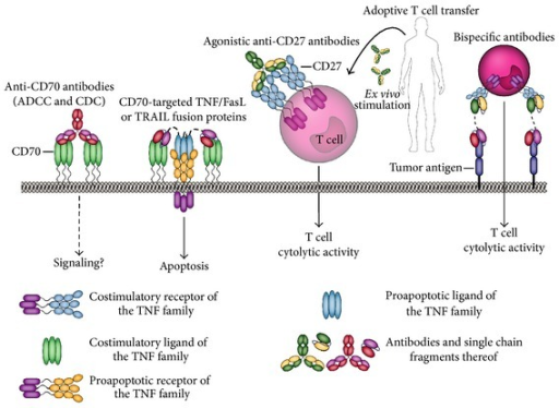 Cd70 Cd27 Based Agonists For Cancer Therapy Cd70 Is Hi Open I