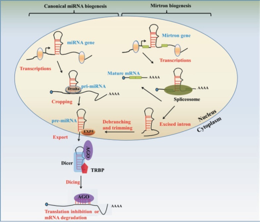 Canonical And Non Canonical Mirna Biogenesis Pathways I Open I