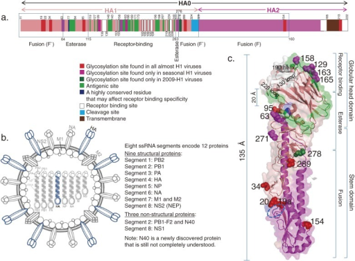 Structural Features Of The Influenza Virus Hemagglutini Open I