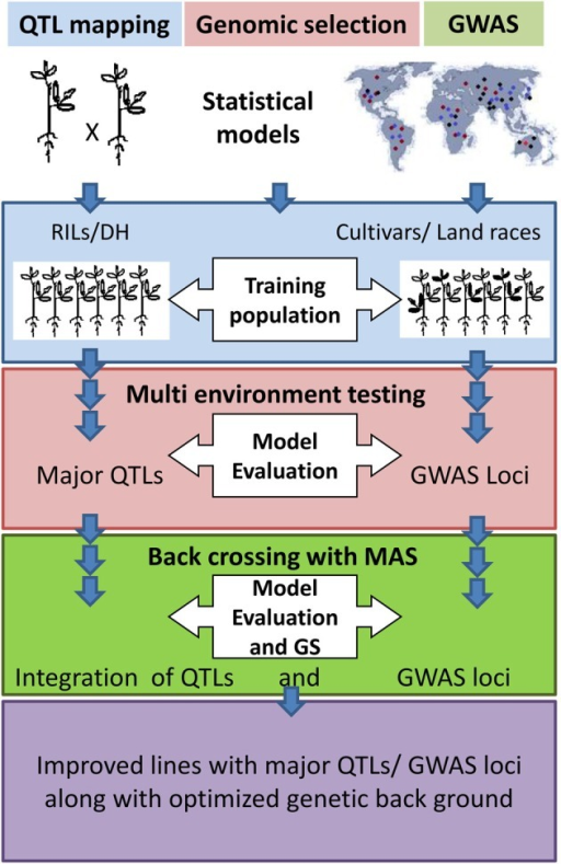 Combined Approach Of Qtl Mapping Genome Wide Associatio Open I