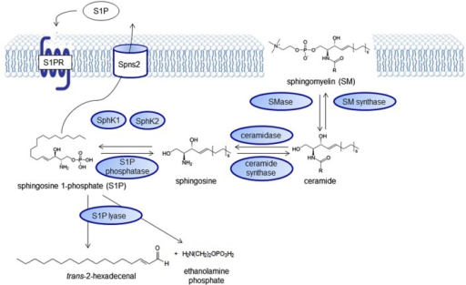 The Sphingolipid Signaling Pathway Sphingolipid Signal Open I