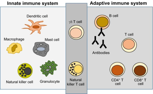 Cells Of The Innate And Adaptive Immune Systems The In Open I