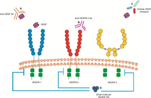 Strategies To Inhibit Vegf Pathway Signaling Notes A Open I