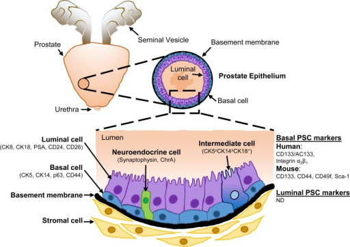 Schematic Representation Of The Cellular Architecture O Open I
